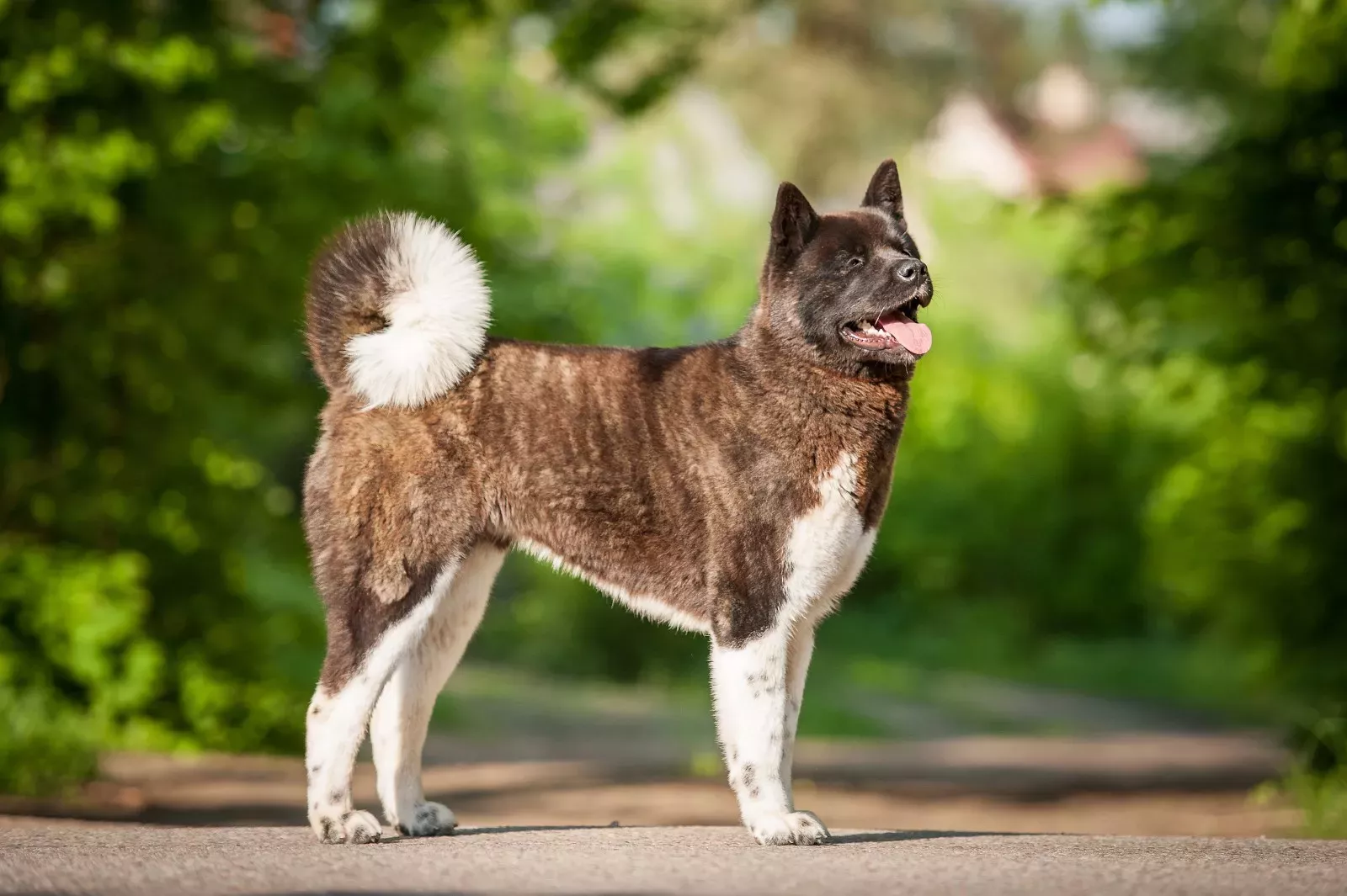 American akita - En loyal, viljestærk og beskyttende race