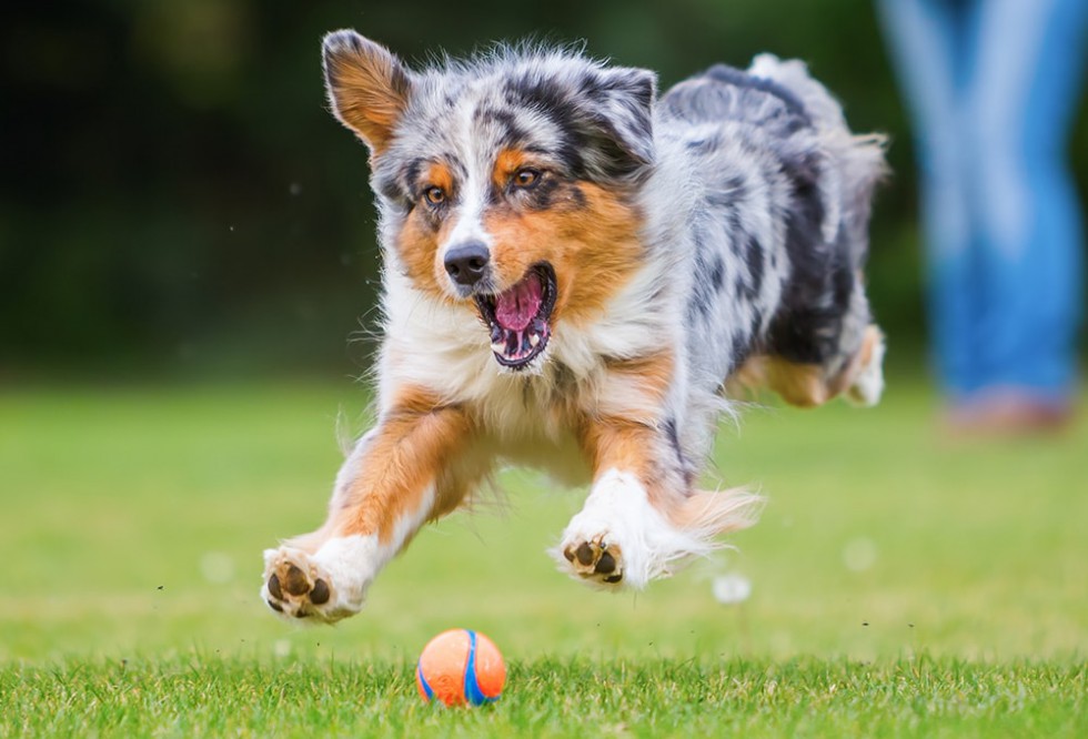 Australian shepherd - En alsidig hyrde- og gårdhund
