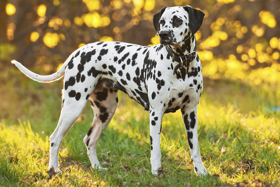 Dalmatiner - En aktiv, selvstændig og livlig hund