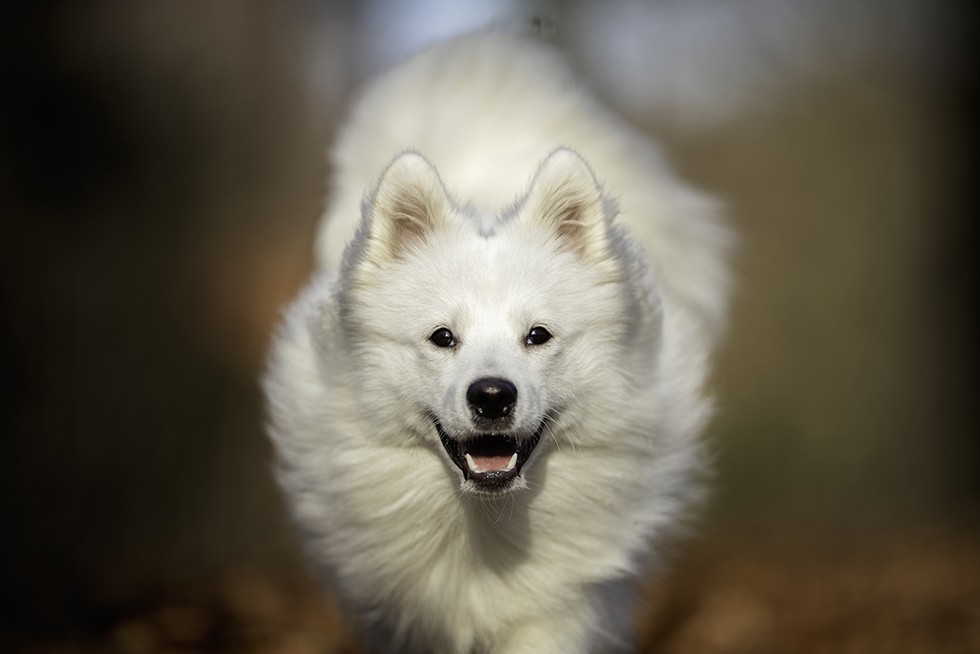 Dansk spids - Også kaldet samojedespids, ulvespids eller grønlænderspids