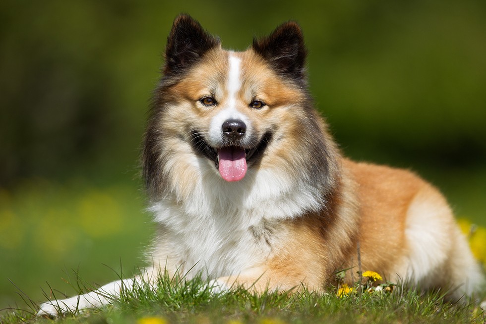 Islandsk fårehund - En nysgerrig, legelysten og aktiv familehund