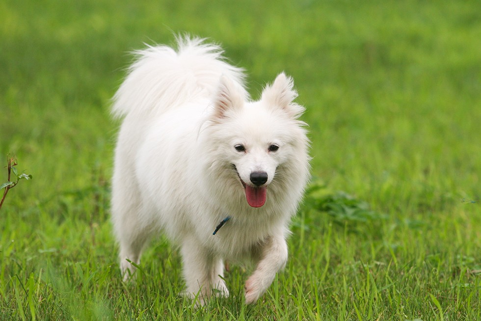 Japansk spids - En følsom, kærlig og lærenem familiehund
