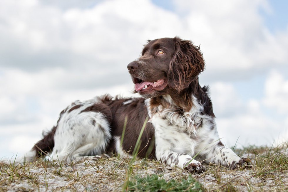 Kleiner münsterländer - Raceportræt, billeder og fakta om denne hunderace