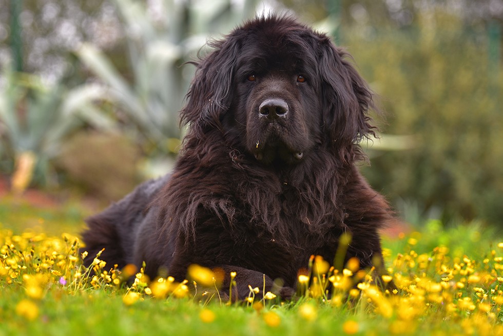 Newfoundlænder / Newfoundland - En stor bamset familiehund