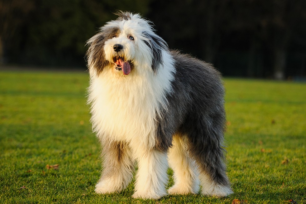 En Old English Sheepdog - En fremragende hyrdehund