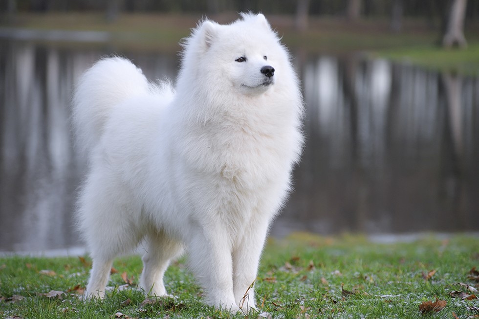 Samojedhund - En opmærksom og imødekommende hund der elsker mennesker