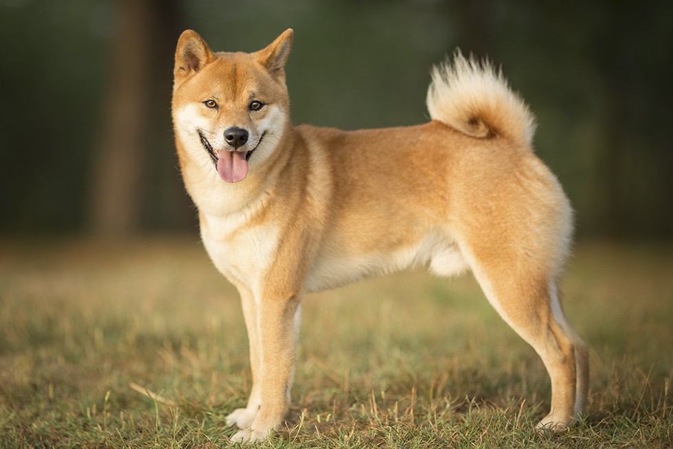 Shiba - En stolt, intelligent og viljestærk hund fra Japan